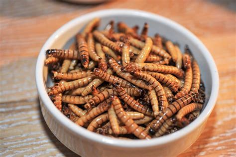 Why Bugs Guinea Pigs And Algae Could Be The Foods Of The Future The
