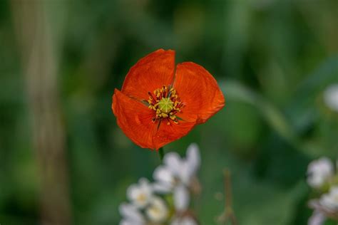 Flor Natureza Plantar Ar Foto Gratuita No Pixabay Pixabay