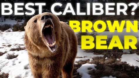 Best Caliber For Brown Bear Hunting Full Guide YouTube