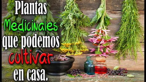 Plantas Medicinales Que Podemos Cultivar En Casa Youtube