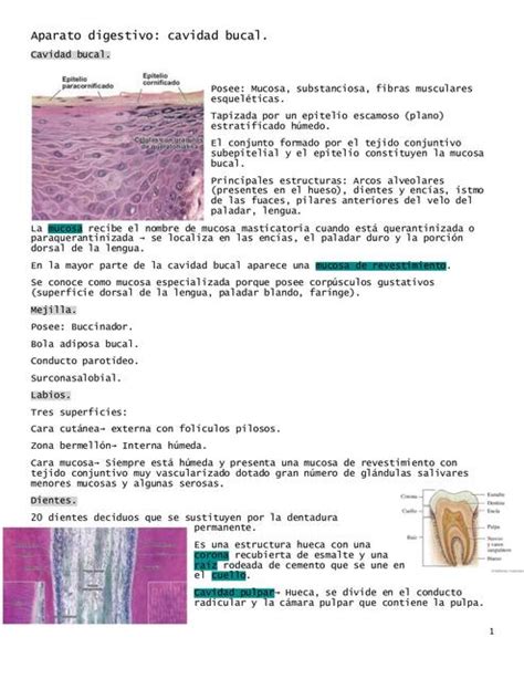 Aparato Digestivo Cavidad Bucal AGUSTIN CAMILO LOPEZ CHINCHILLA UDocz