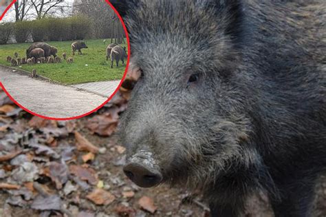 Jak się zachować gdy spotkamy dzika Trójmiasto ESKA pl