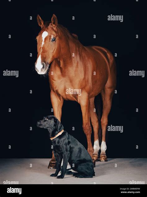 Cheval alezan Banque de photographies et dimages à haute résolution