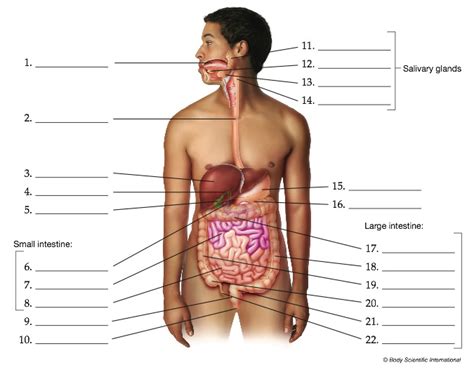 MT8 Digestive System Labeling Diagram Quizlet