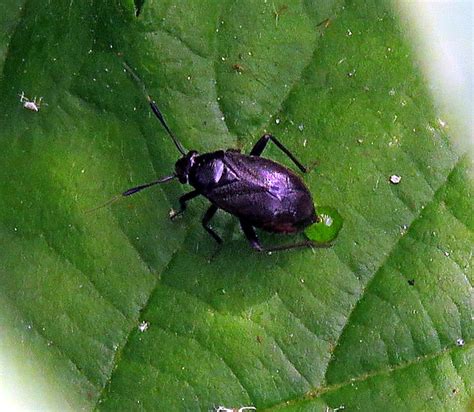 55304Beet Ian Ballam Flickr