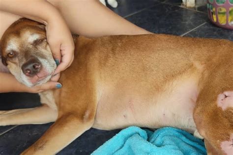 Vídeo mostra exato momento em que pit bull solto ataca cachorros no DF