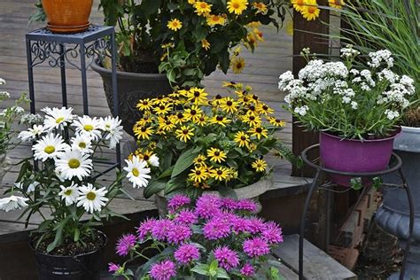Plantes vivaces en pot ou jardinière 7 idées faciles à vivre