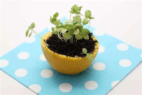 Ne Jetez Plus La Peau Du Citron Voici Comment Lutiliser Pour Faire