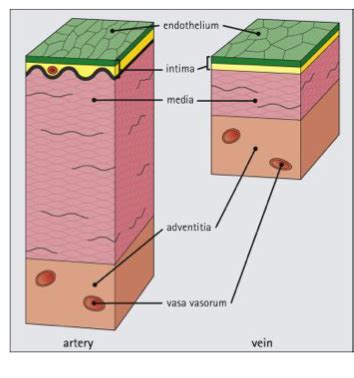 Histology Of Blood Vessels Flashcards Quizlet