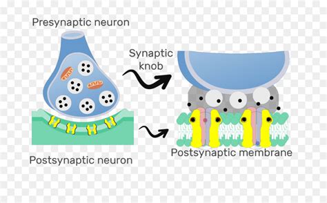 Synapse Postsynaptic Png Png