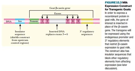 Recombinant Protein Production Using Transgenic Livestock