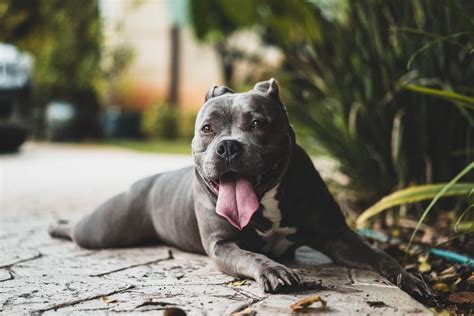 Nomi Per Cani Maschi I Pi Originali E Significativi