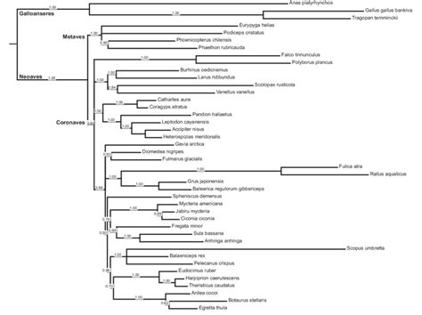 bayesian 50 majority rule tree from three substitution partitions and download scientific