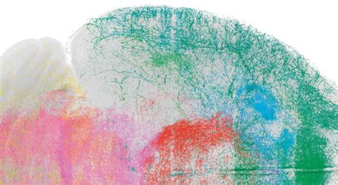 Voici la zone cérébrale de l instinct maternel chez la souris