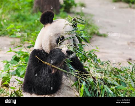 Giant Panda Eating Bamboo Stock Photo Alamy