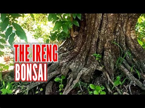 CARA PROGRAM BONSAI DARI ULMUS SIANCI SAMPAI MUSTAM YouTube