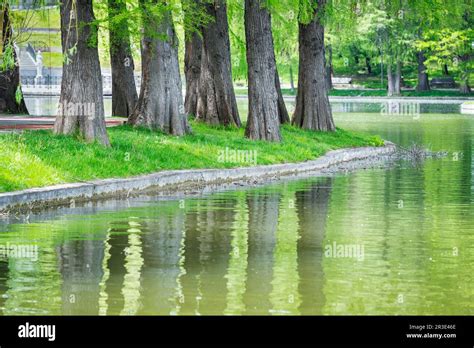 Large Tree Trunks Reflecting In The Water Of A A Lake Spring Summer