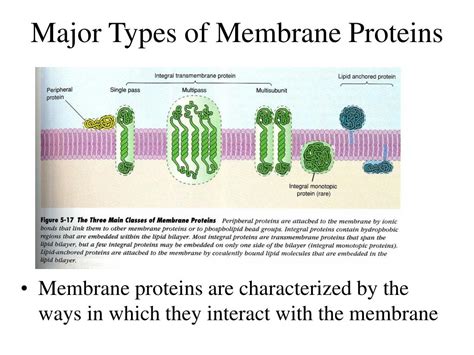 Types Of Membrane Proteins