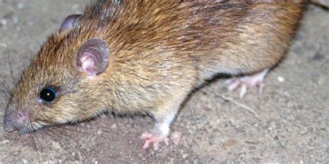 Qui Est Vraiment Le Rat Des Villes Le Point