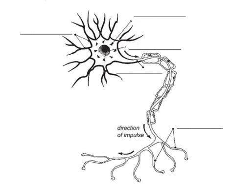 Psych Exam Diagrams Diagram Quizlet