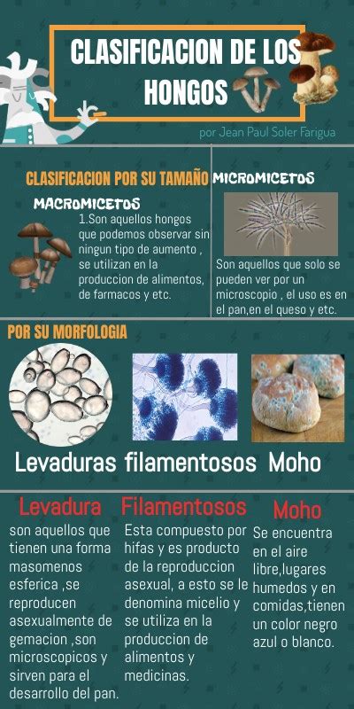 Clasificaci N De Los Hongos