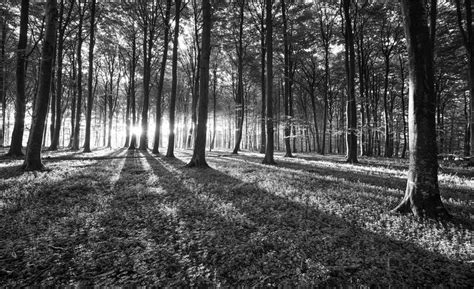 Czarno biały las z prześwitującym słońcem Fototapeta Tapeta Kup na