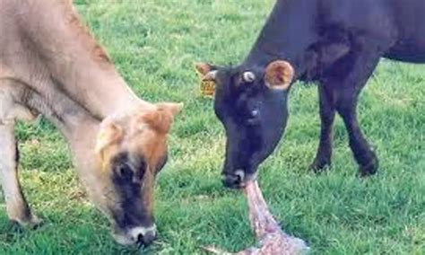 Two Test Positive For Brucellosis In Kerala
