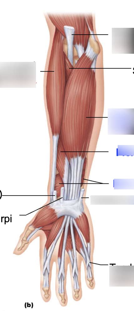 Deeper Anterior Forearm Muscle Diagram Diagram Quizlet