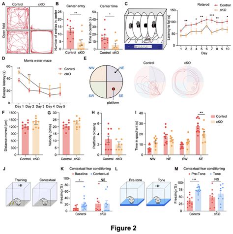 Kdm B Emx Cxxc Mice Exhibit Defects In Motor Learning Spatial