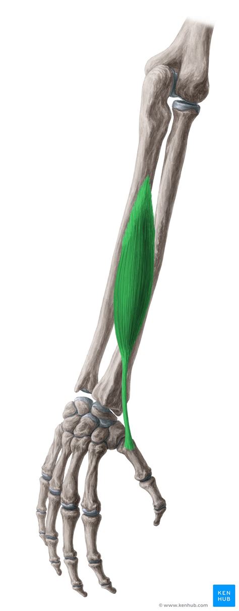 Musculus Abductor Pollicis Longus Anatomie Funktion Kenhub