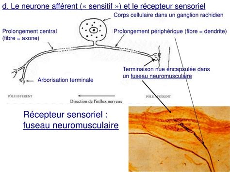PPT Thème 3B Neurone et fibre musculaire la communication nerveuse