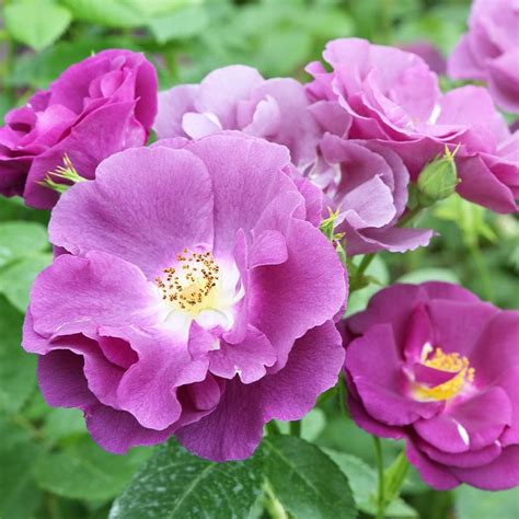 jp ラプソディ イン ブルー 4号鉢【品種で選べる薔薇苗 1個売り】学名：rosa バラ科バラ属 耐寒性落葉低木・花木 海外で数々のバラの賞を獲得した、世界的に評価を