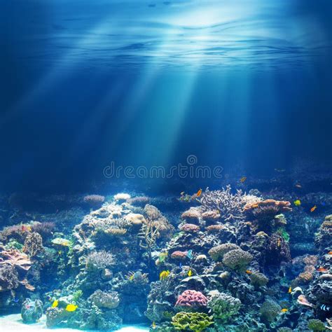 Arrecife De Coral Subacuático Del Mar O Del Océano Que Bucea O Que Se