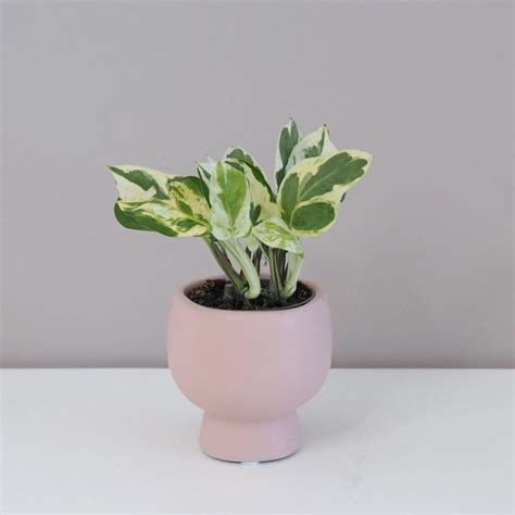 Pothos Epipremnum Aureum White Panther Plantizia Sk