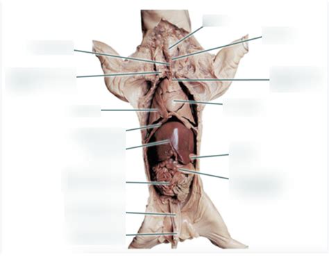 Fetal Pig Diagram Digestive System Diagram Quizlet