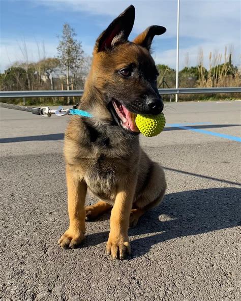 Cómo 2 Entrenar A Tu Perro