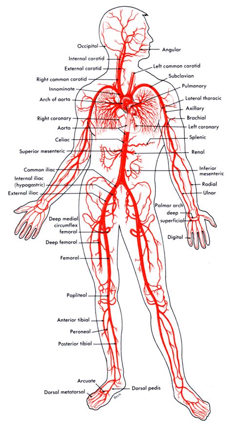 Major Arteries And Veins Of The Body