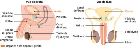 Comment Fonctionne L Appareil Reproducteur Masculin Lelivrescolaire Fr