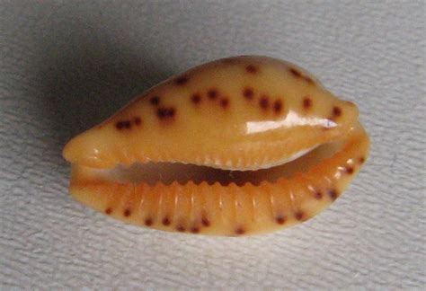 Cypraea ziczac Linnaeus 1758 SHELLS MUŠLE LASTURY