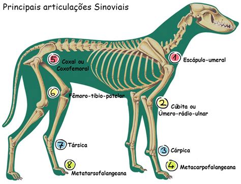 Anatomia Cao Ossos Anatomia I