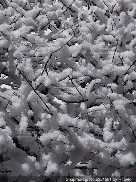 木の枝に積もる雪の写真画像素材 6251581 Snapmartスナップマート