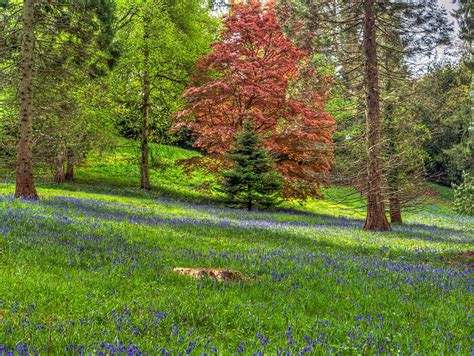 Desktop Hintergrundbilder England Ardingly Natur Fichten Wälder