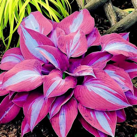 Amazon CHUXAY GARDEN Purple Blue Hosta Plantaginea Seed 100 Seeds