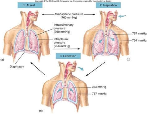 Respiratory System Formative Questions Flashcards Quizlet