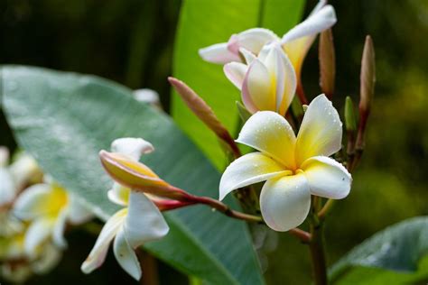 How To Grow And Care For Frangipani
