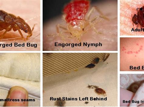 How To Check For Bed Bugs Bathroomladder Jeffcoocctax