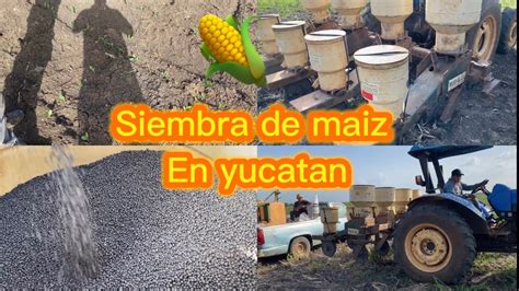 Como Se Siembra El Maiz En Yucatan Rendimientos Proceso Youtube