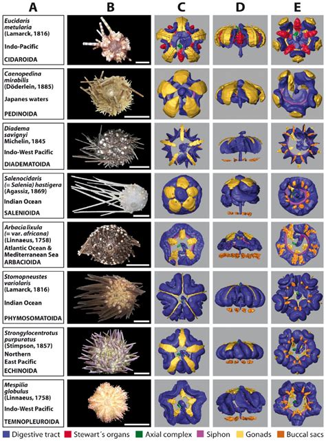Systematic Comparison And Reconstruction Of Sea Urchin Echinoidea