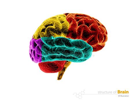 De Anatomie Van Het Menselijke Hersenen Zijaanzicht Vector Illustratie