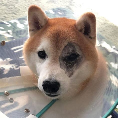 How Much Does A Shiba Inu Cost June 2022 The Goody Pet